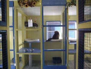 Advice on going to a cattery - British Cattery Directory
