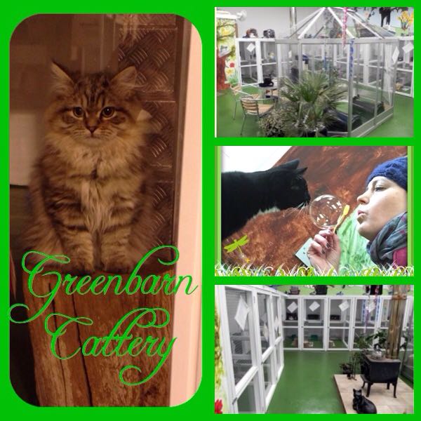 Greenbarn Cattery - British Cattery Directory
