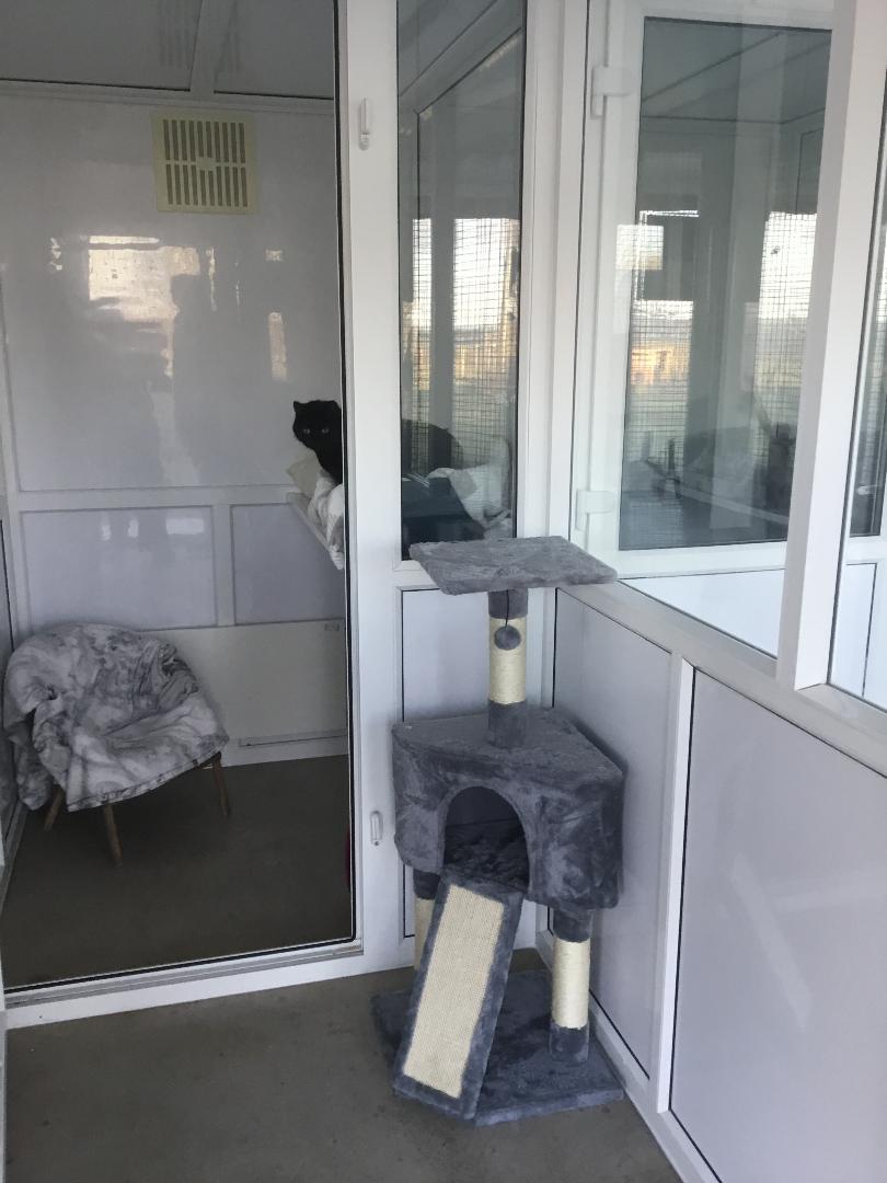 Fouts Cross Farm Cattery - British Cattery Directory
